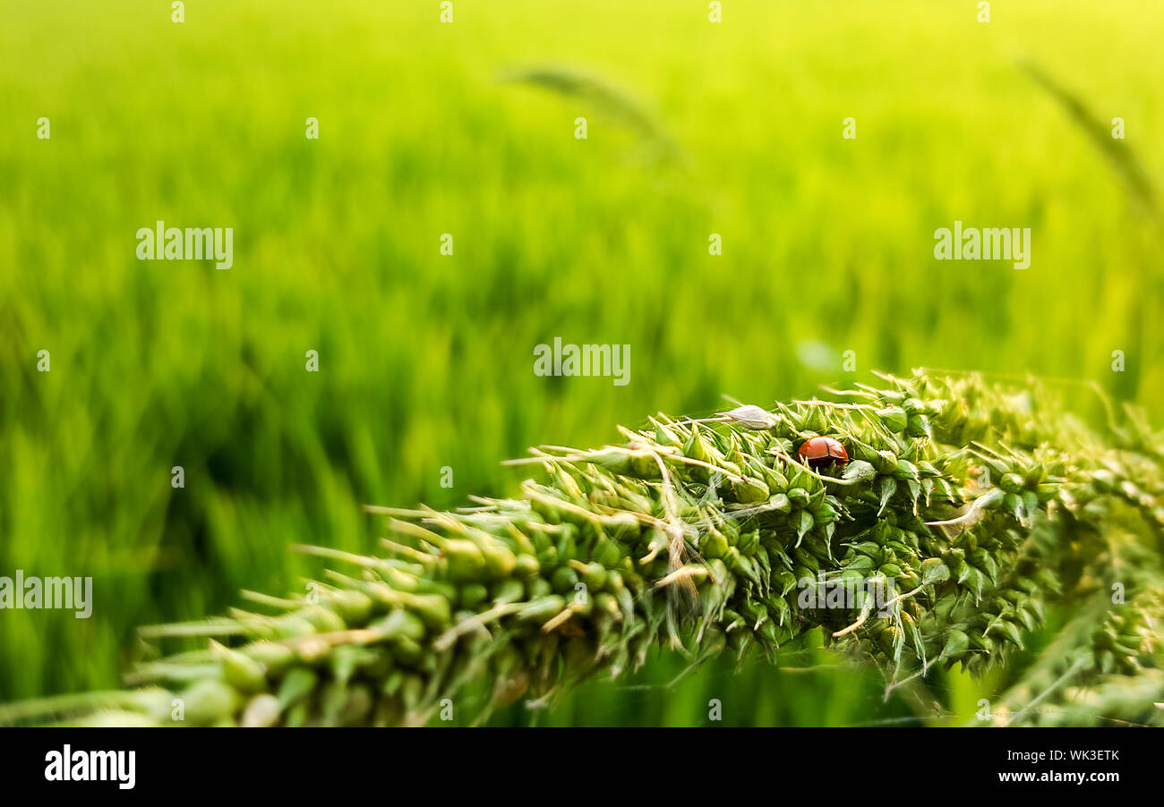 The rice crop hi-res stock photography and images - Alamy