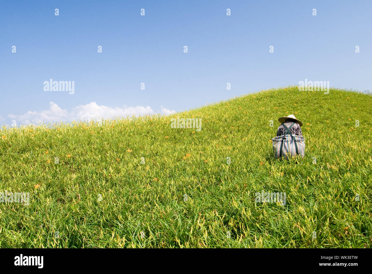 It is beautiful and colorful tiger lily farm with farmer Stock Photo ...