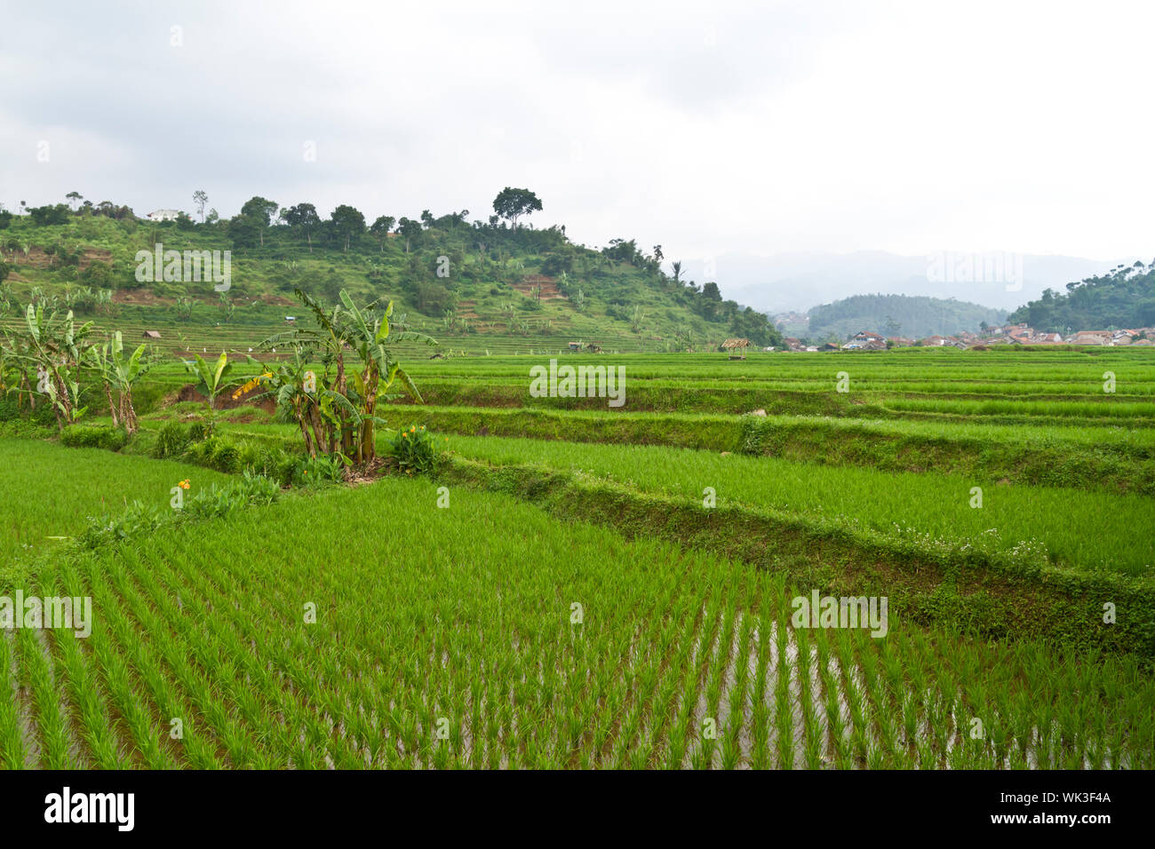 view of paddy field terrace with banana plants and hill in Bandung ...