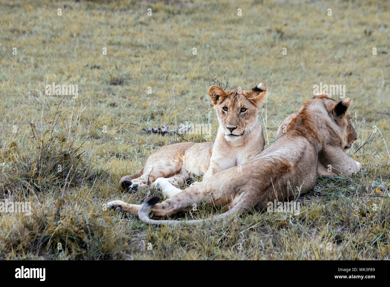 Lion cubs resting in grass Stock Photo - Alamy