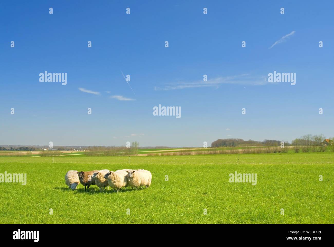 sheep on grass with blue sky, looking at the camera Stock Photo - Alamy