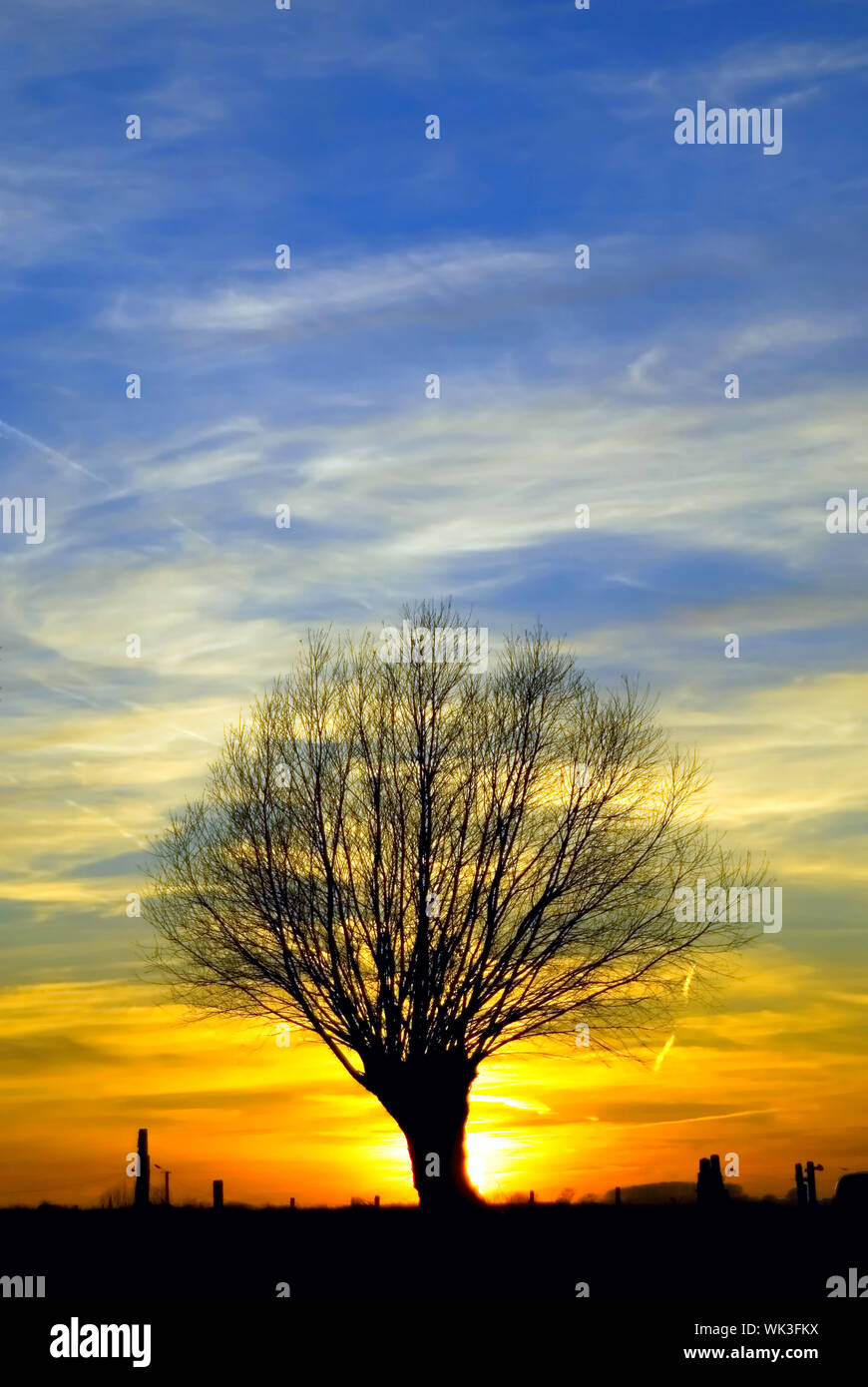 sunset with backlit tree on the horizon Stock Photo - Alamy