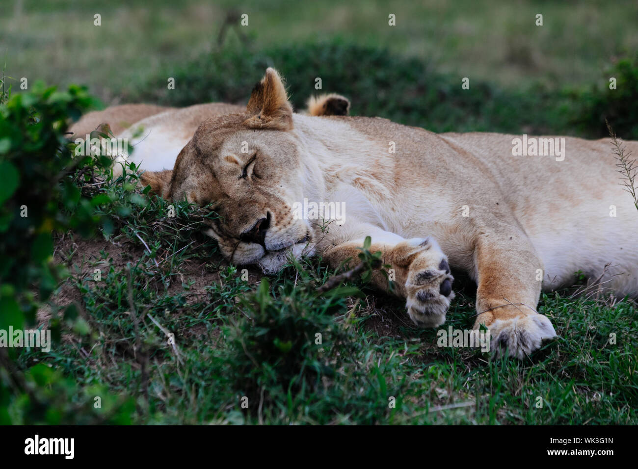 Lioness sleeping in the national park in Kenye in the evening Stock ...