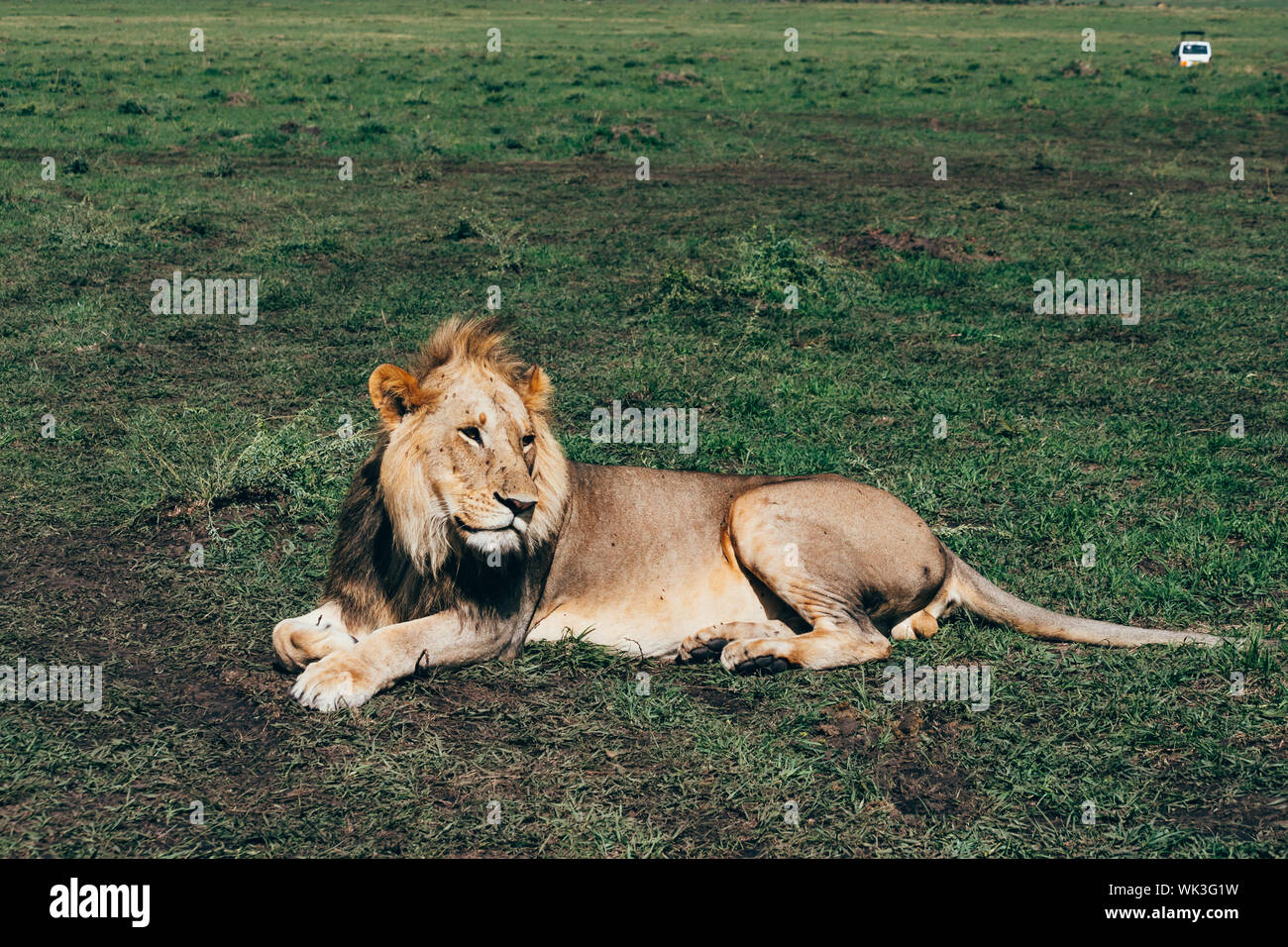Young male lion resting in green grass with flies all over this body ...