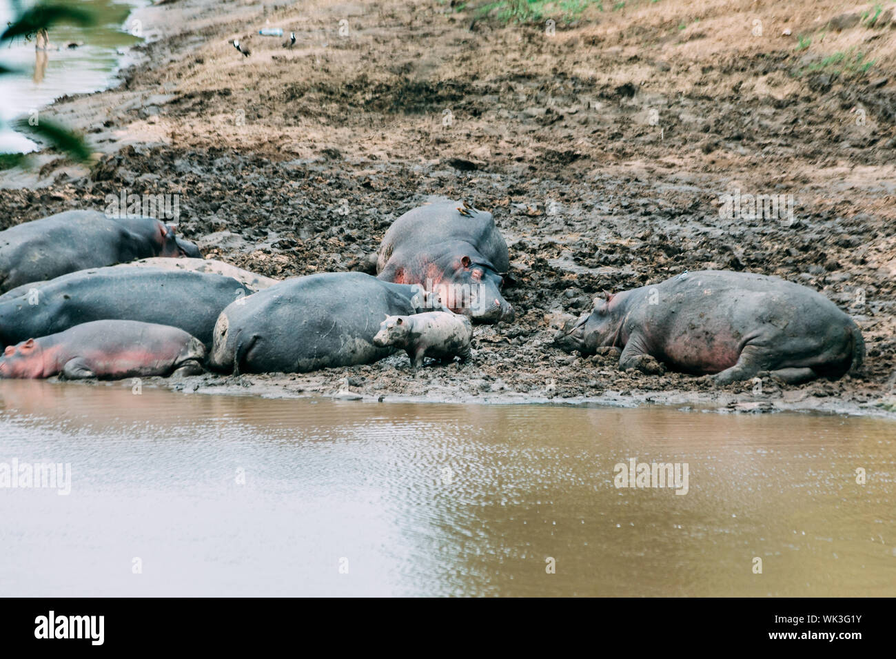 Mud hippo hippopotamus hi-res stock photography and images - Alamy