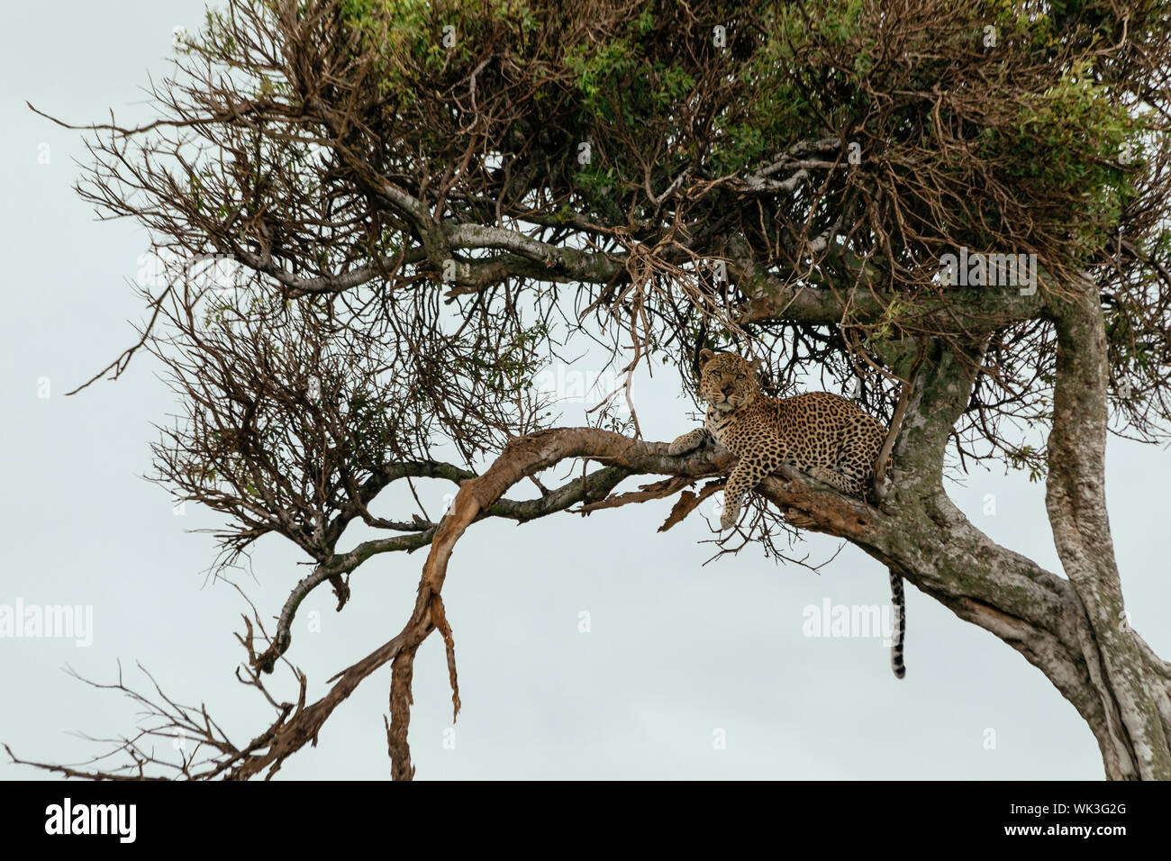 Leopard in the tree in Maasai Mara national park Stock Photo - Alamy