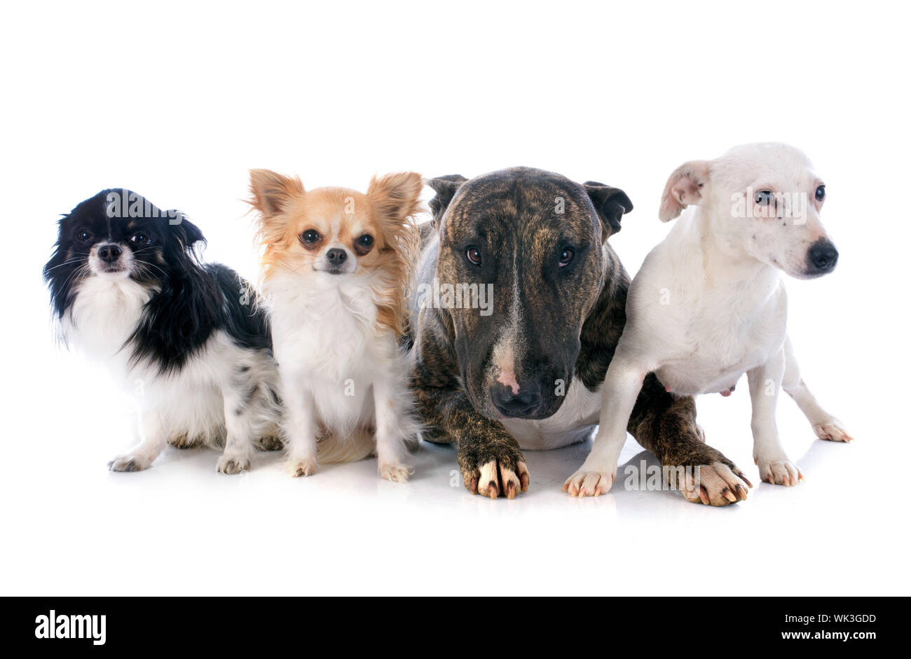 four dogs in front of white background Stock Photo - Alamy
