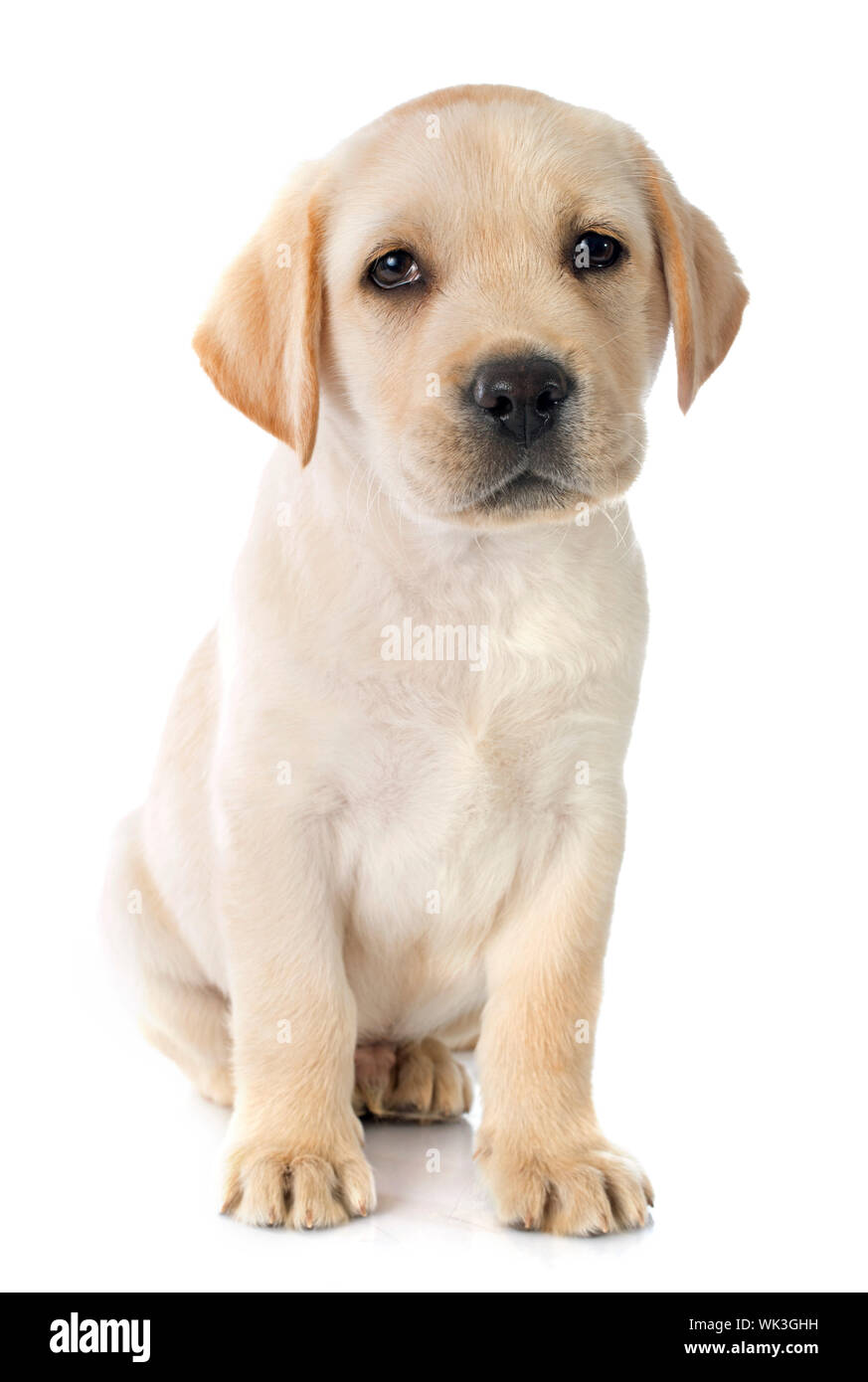 purebred puppy labrador retriever in a studio Stock Photo - Alamy