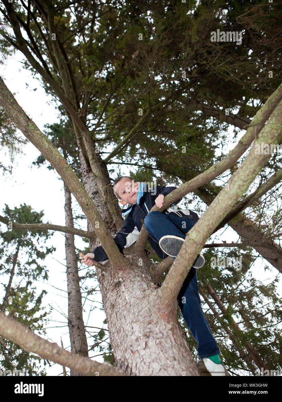 Young Boy climbing a tree in the forest Stock Photo - Alamy