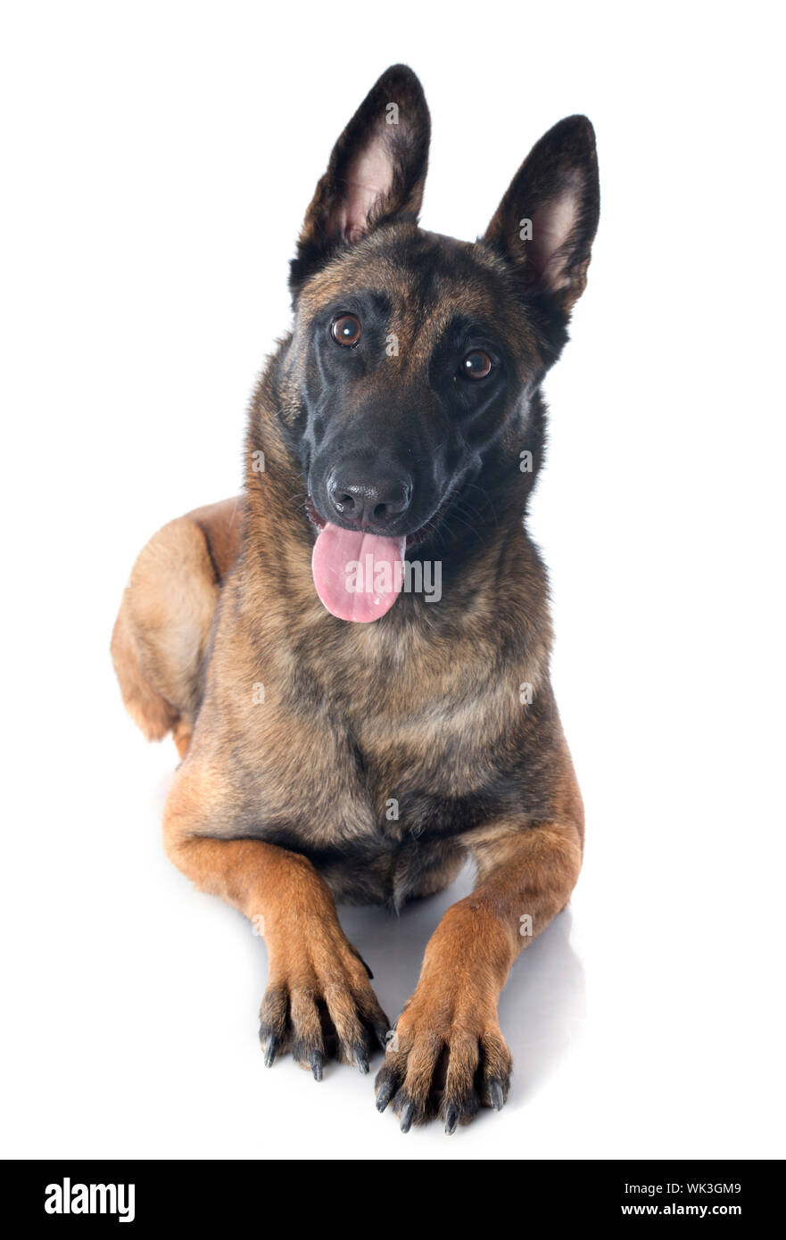 purebred belgian sheepdog malinois on a white background Stock Photo ...