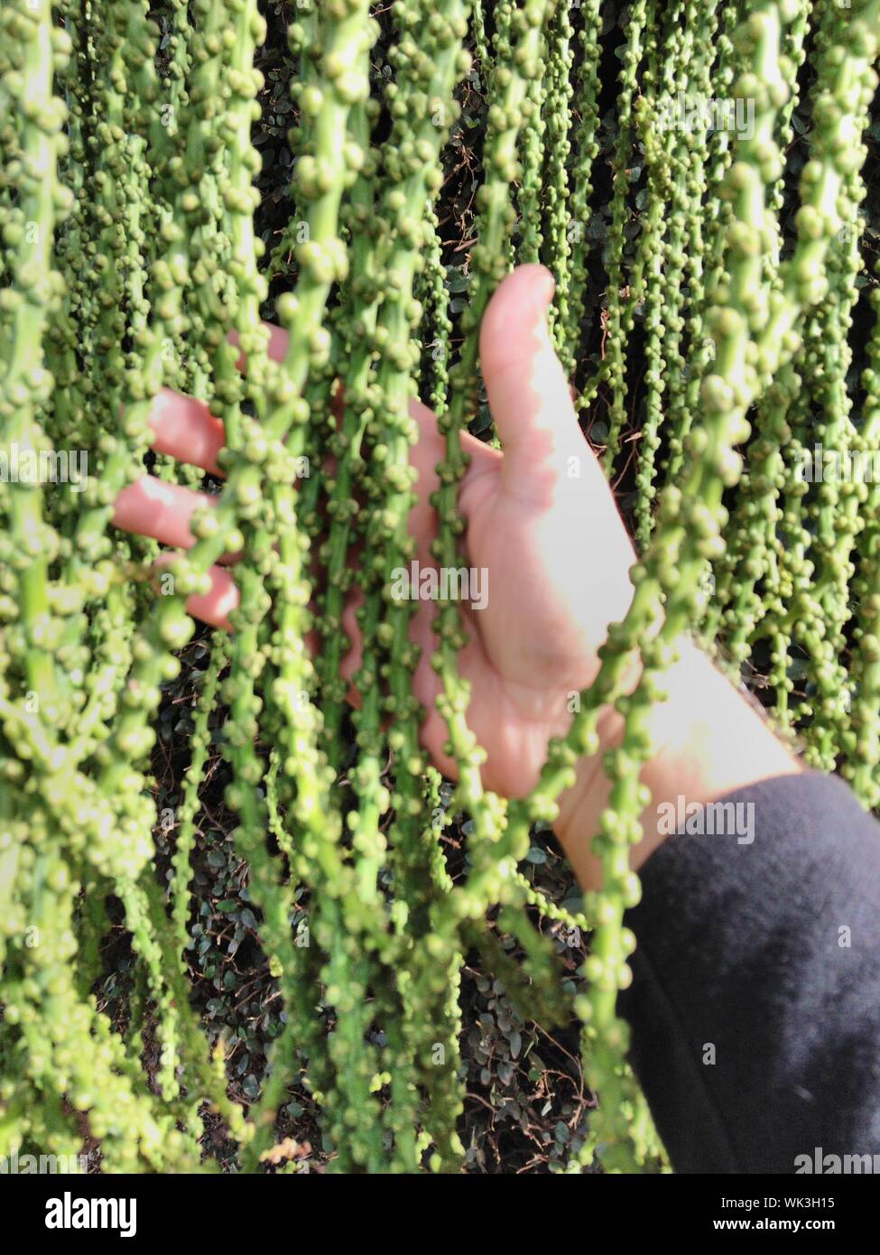 Finger touching plants hi-res stock photography and images - Alamy