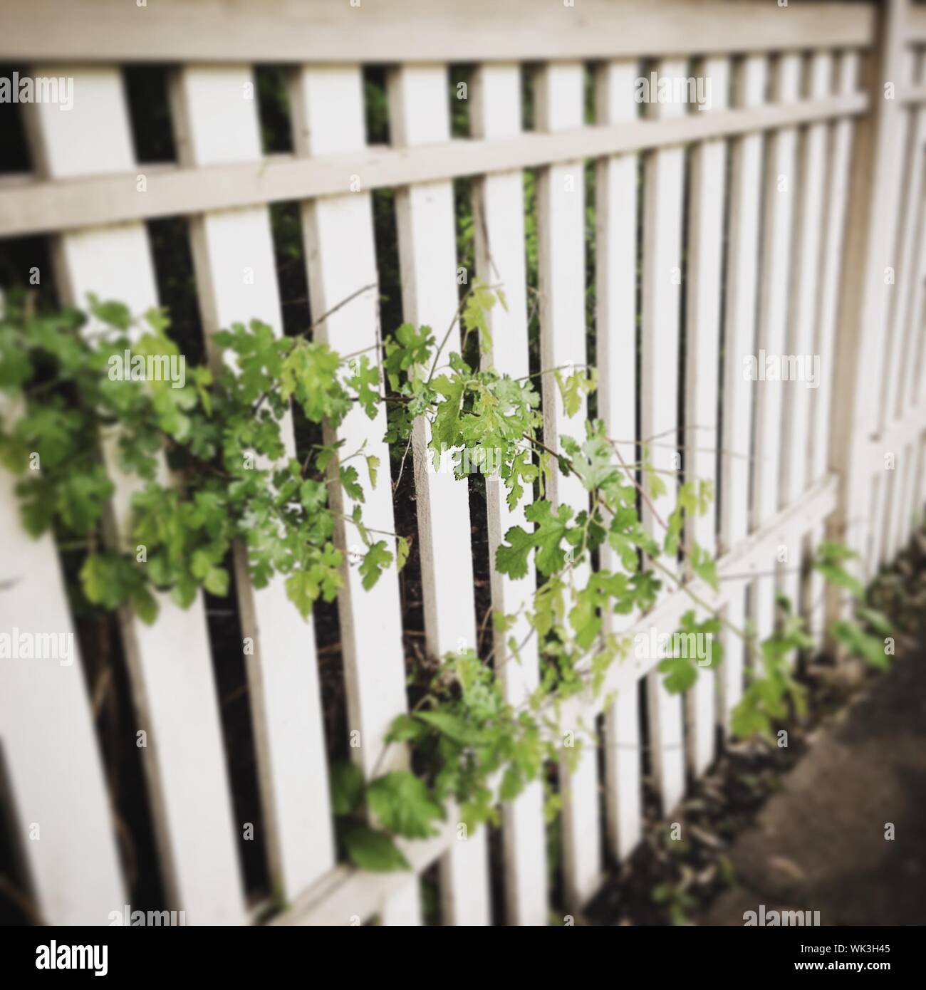 Vine fence hi-res stock photography and images - Alamy