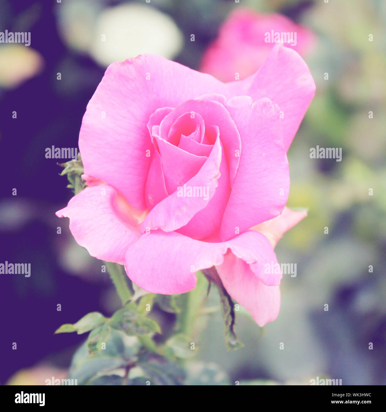 Pink rose in garden with retro filter effect Stock Photo - Alamy