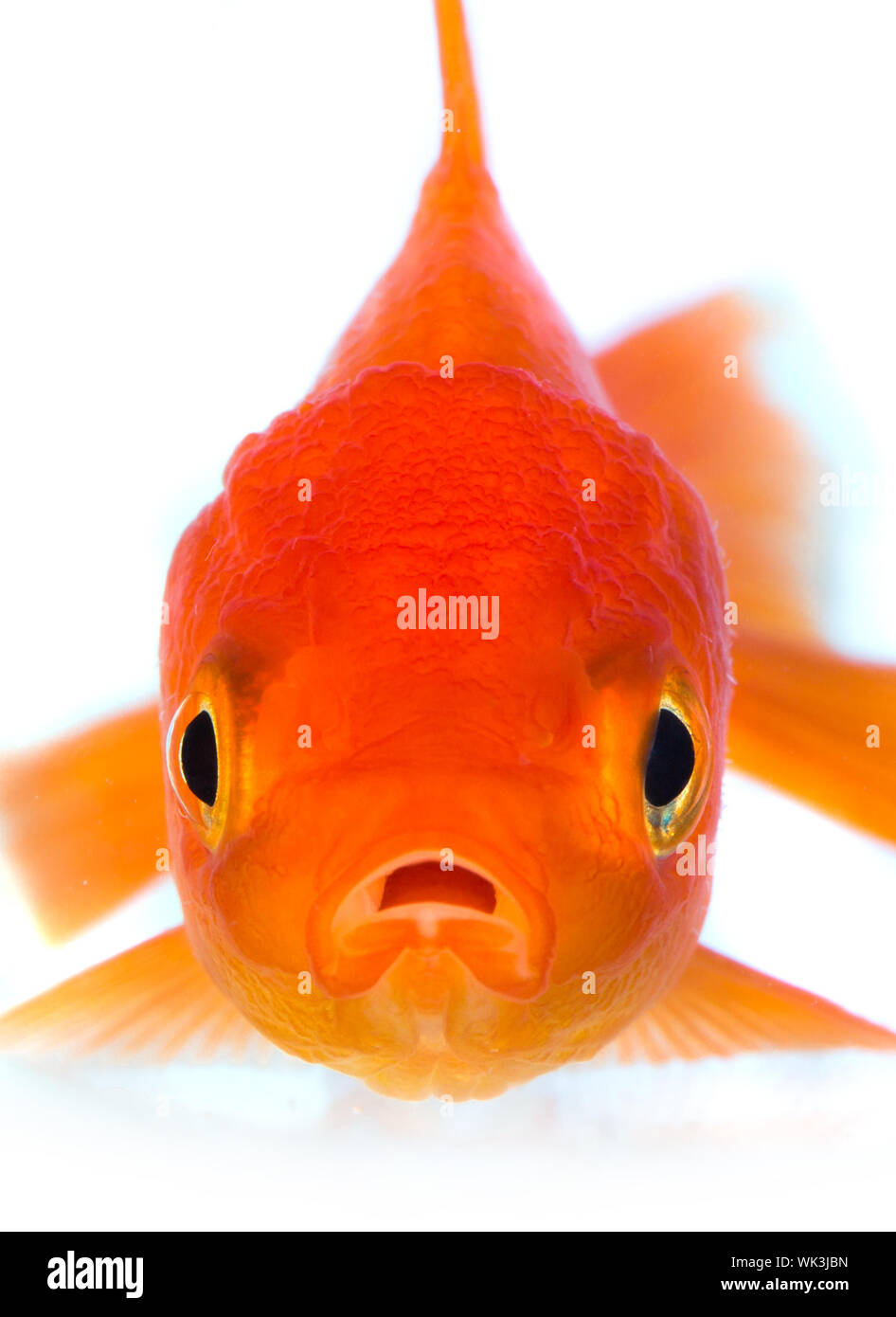 Transparent Goldfish