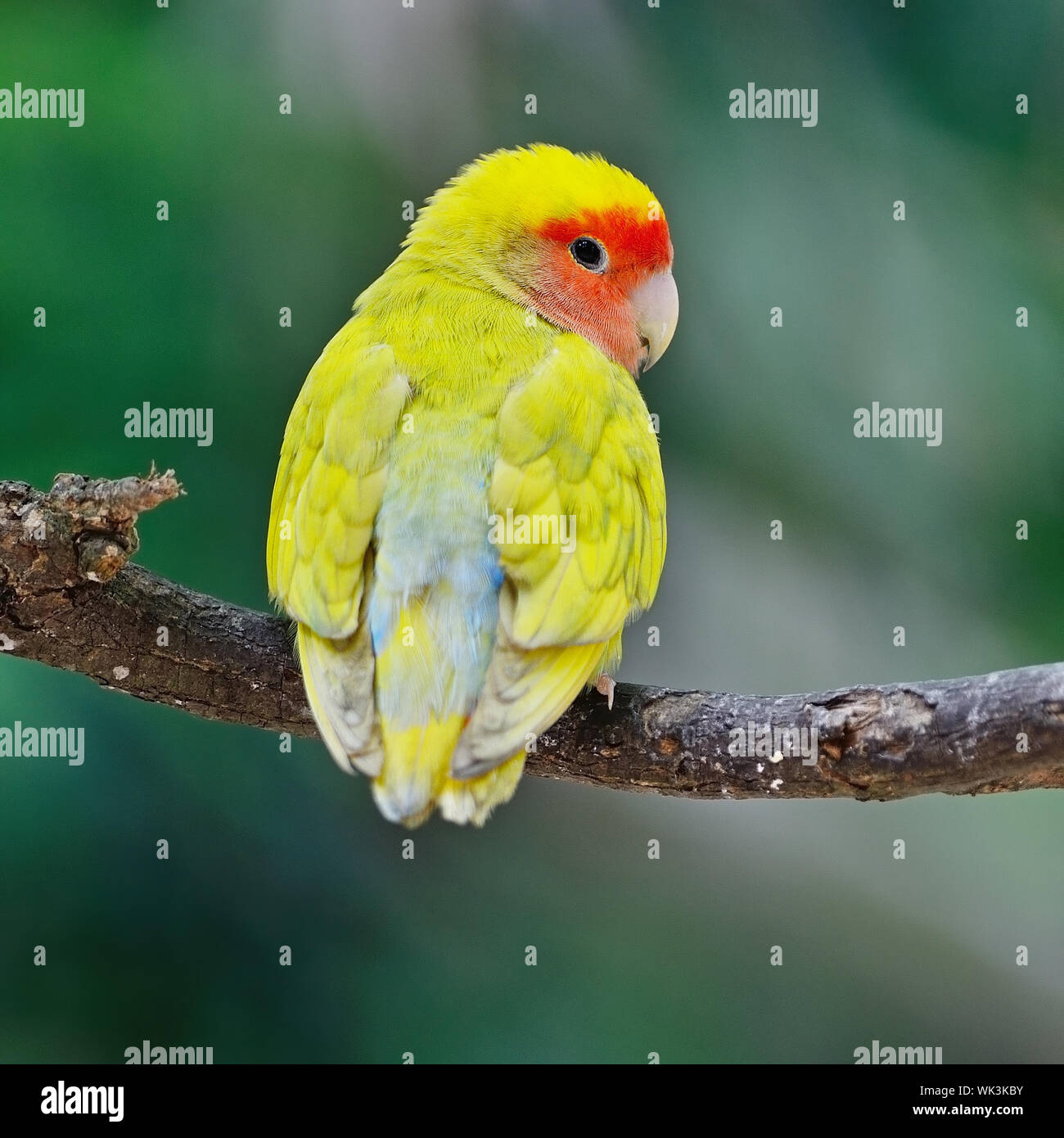 Beautiful bird, Lovebird, standingon a branch, back profile Stock Photo ...