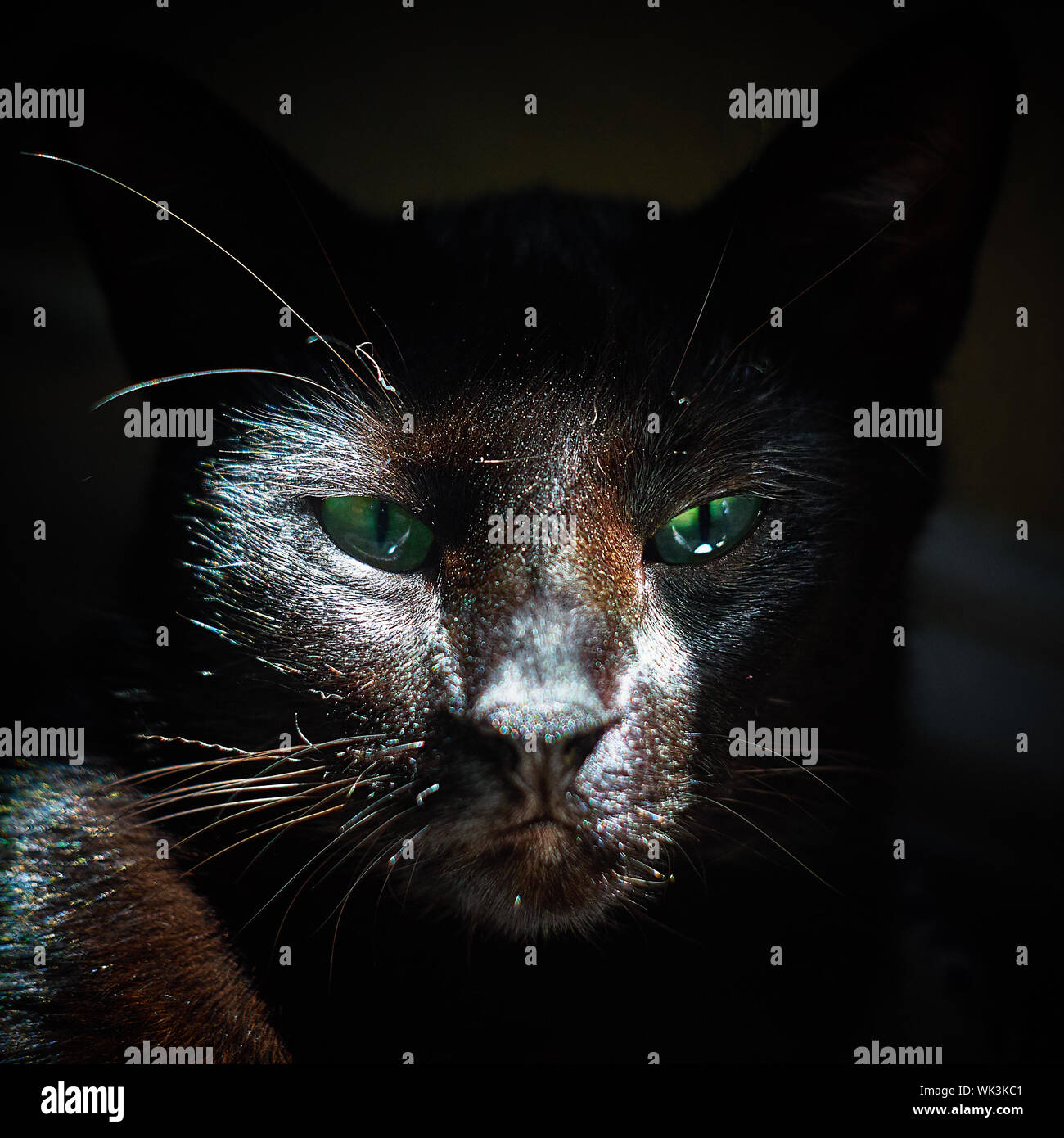 Emerald green eyes hi-res stock photography and images - Alamy