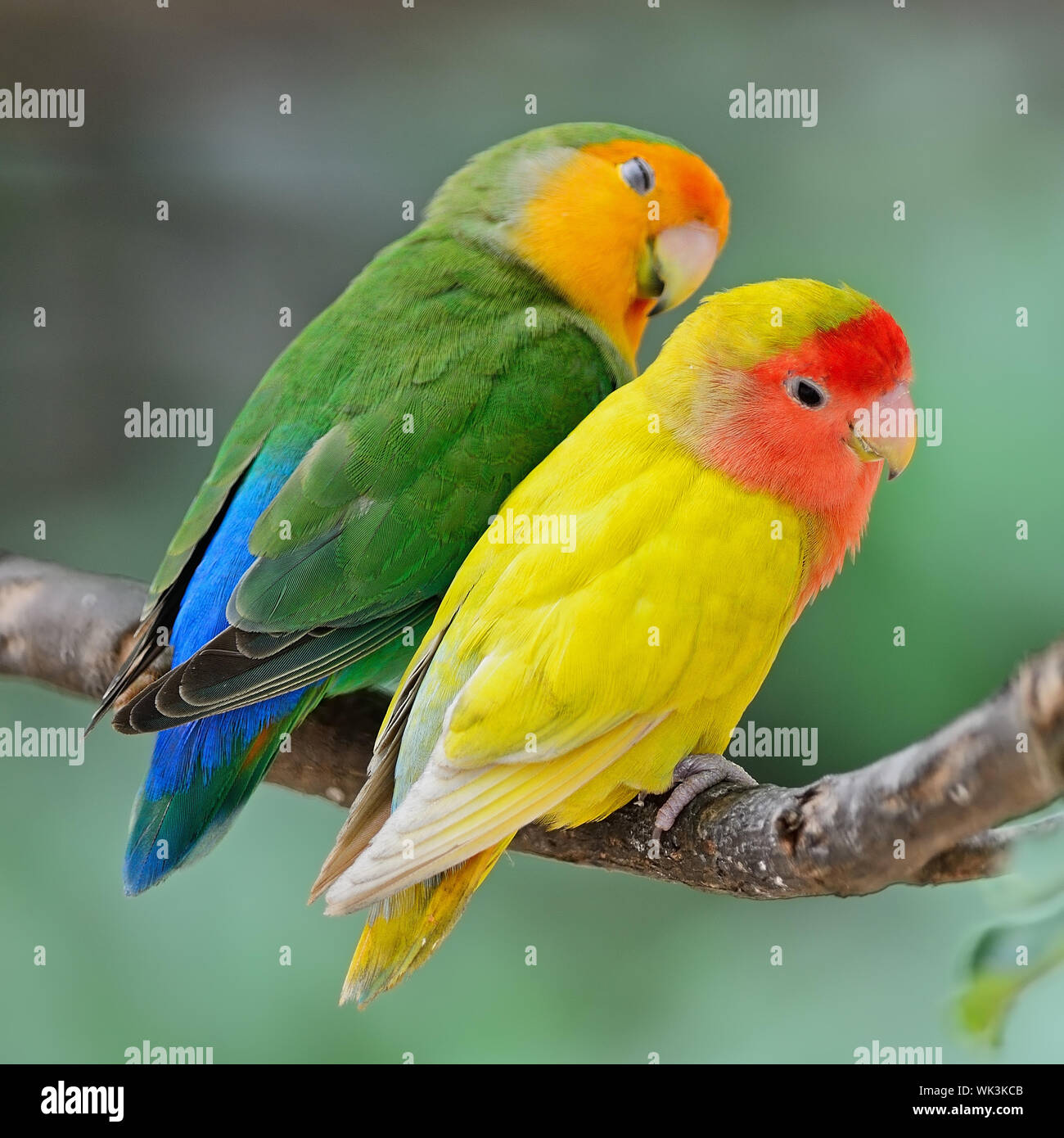 Beautiful bird, Lovebird, standingon a branch, back profile Stock Photo ...