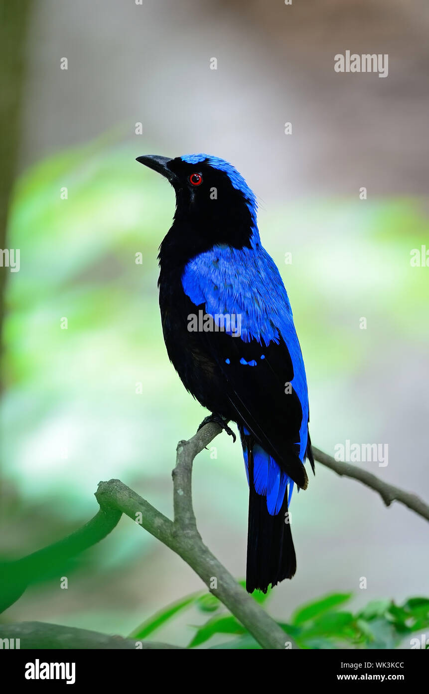 Blue bird, a male Asian Fairy Bluebird (Irena puella), side profile ...