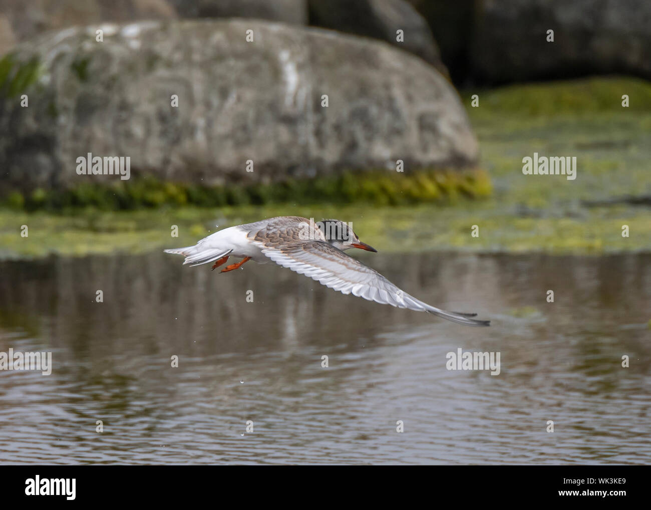 Immature Arctic Tern (Sterna paradisaea) flying around brackish pool ...