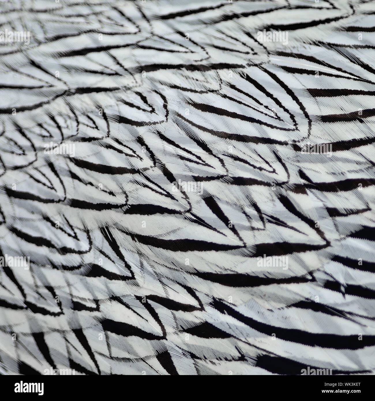 Silver Pheasant feathers background in male profile Stock Photo - Alamy