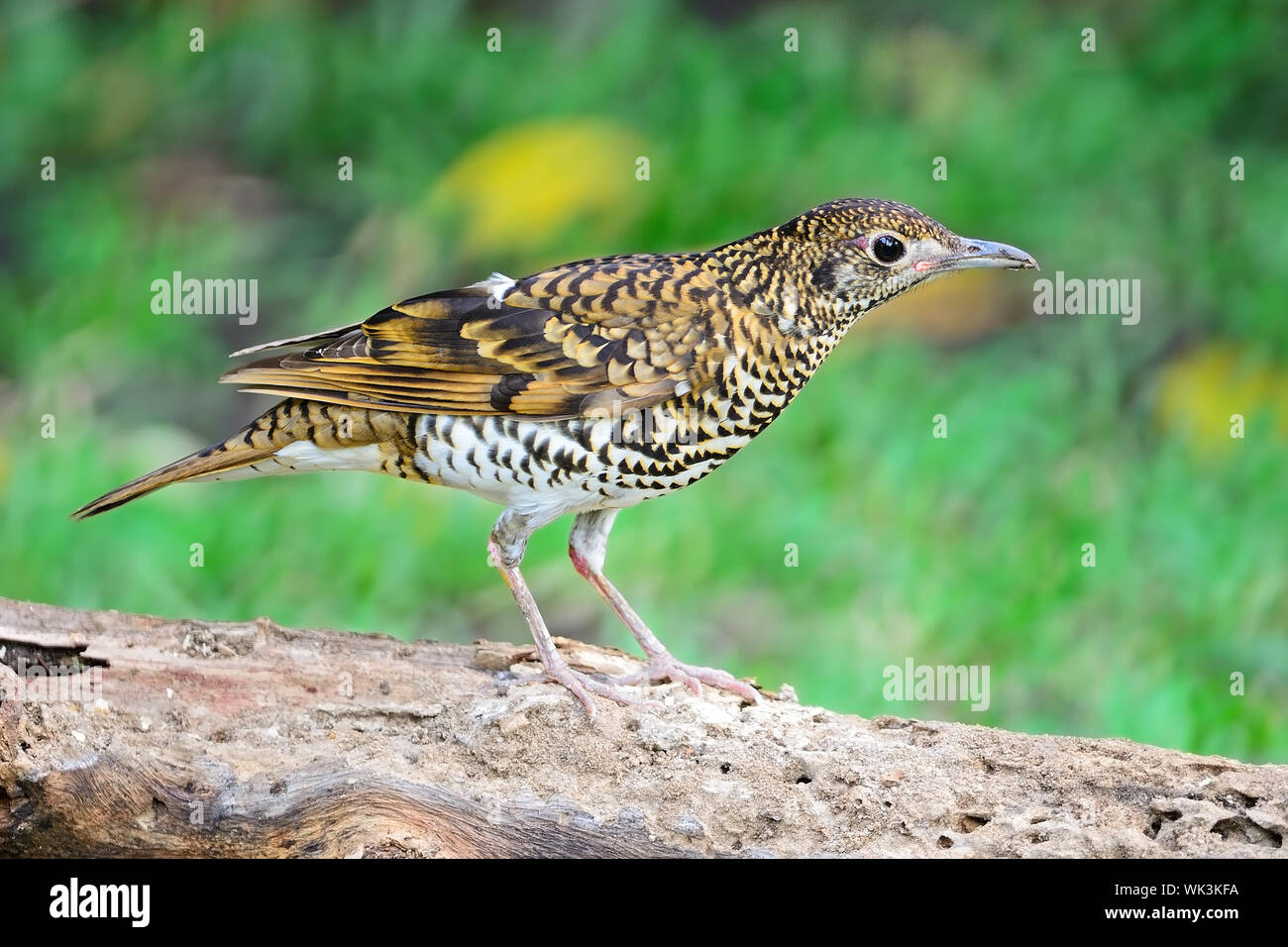Beautiful black-and-white bird, White Thrush (Zoothera aurea), standing ...