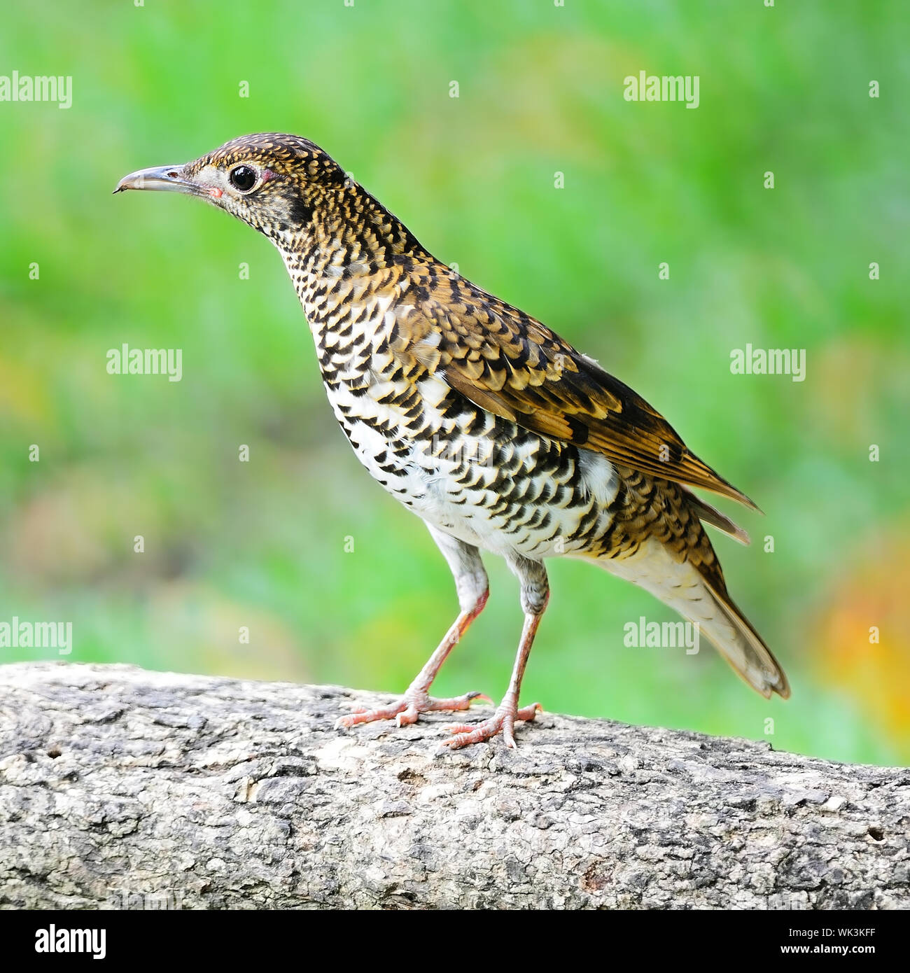 Beautiful black-and-white bird, White Thrush (Zoothera aurea), standing ...