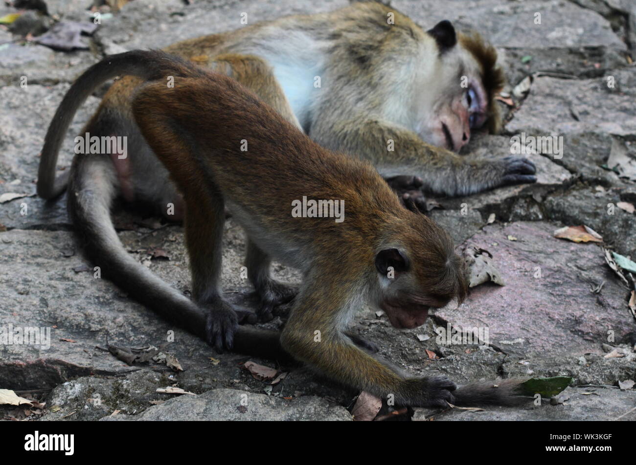 Family of monkeys on rock hi-res stock photography and images - Alamy