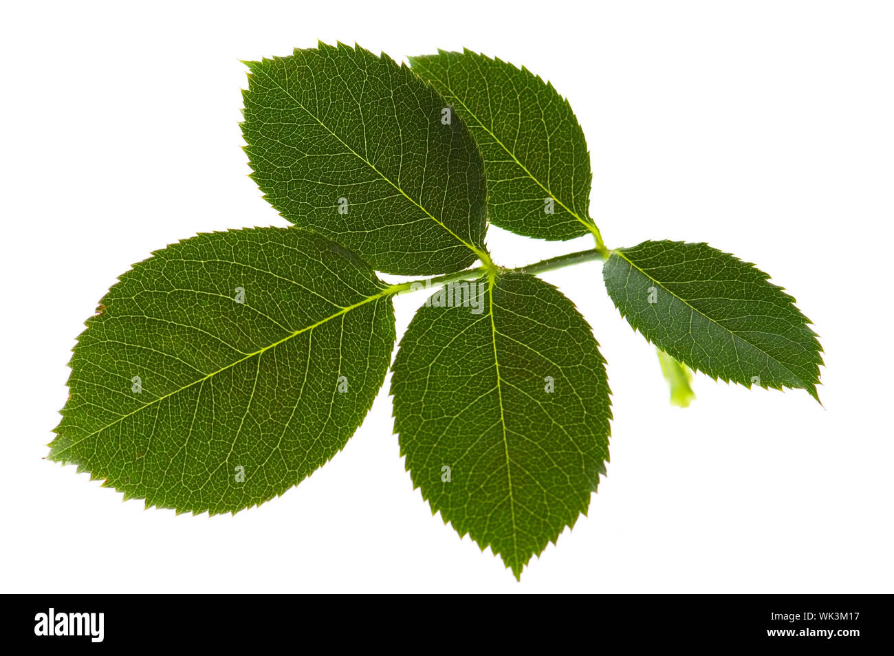 Leaf invitation hi-res stock photography and images - Alamy
