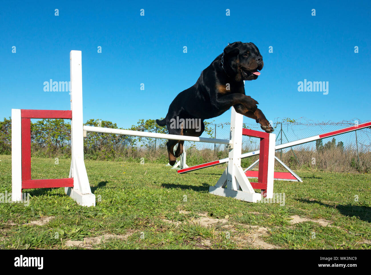 purebred rottweiler jumping in a training of agility Stock Photo - Alamy