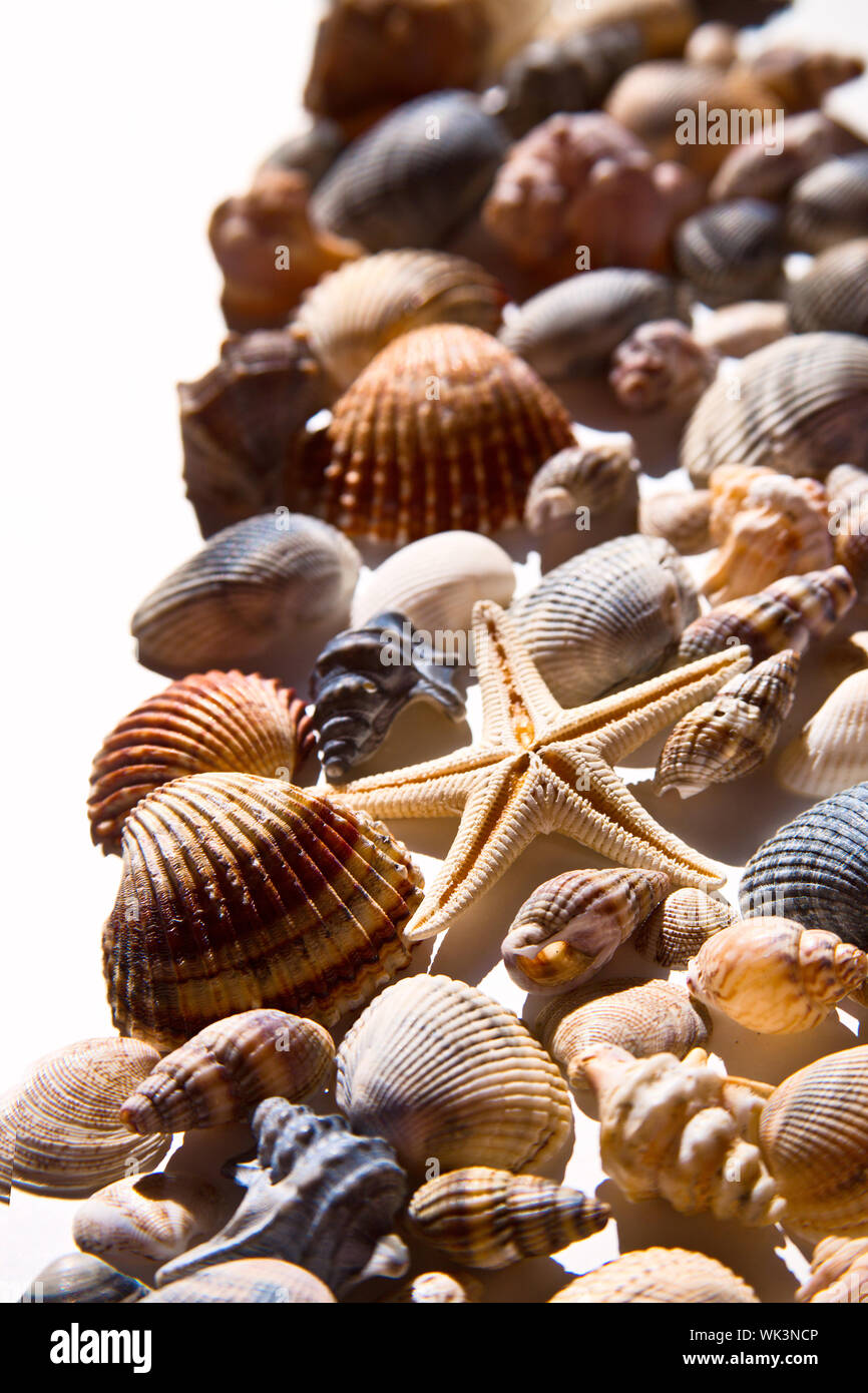 sea shells and star closeup on white background Stock Photo - Alamy