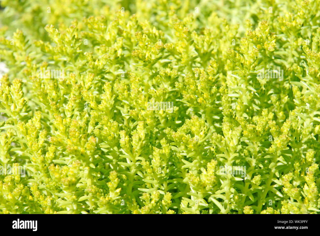 Low key close-up of little green plants with yellow flowers forming a ...