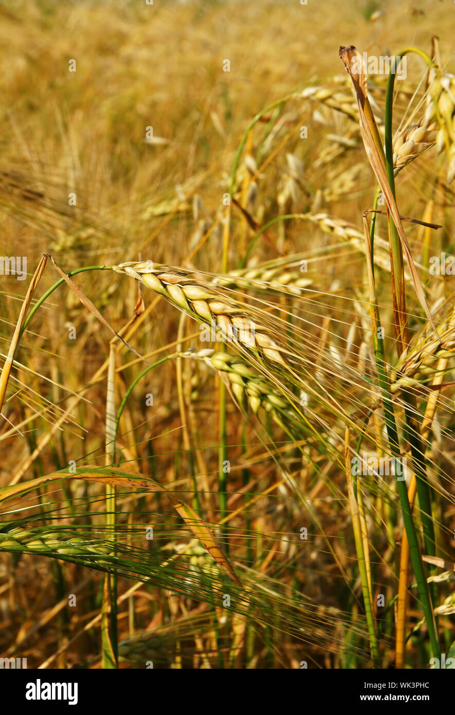 Beer strand hi-res stock photography and images - Alamy