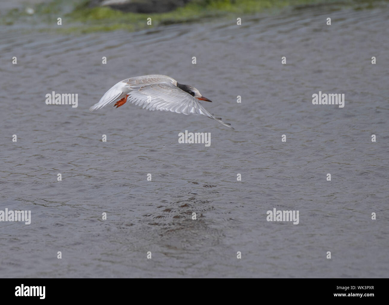 Immature Arctic Tern (Sterna paradisaea) flying around brackish pool ...