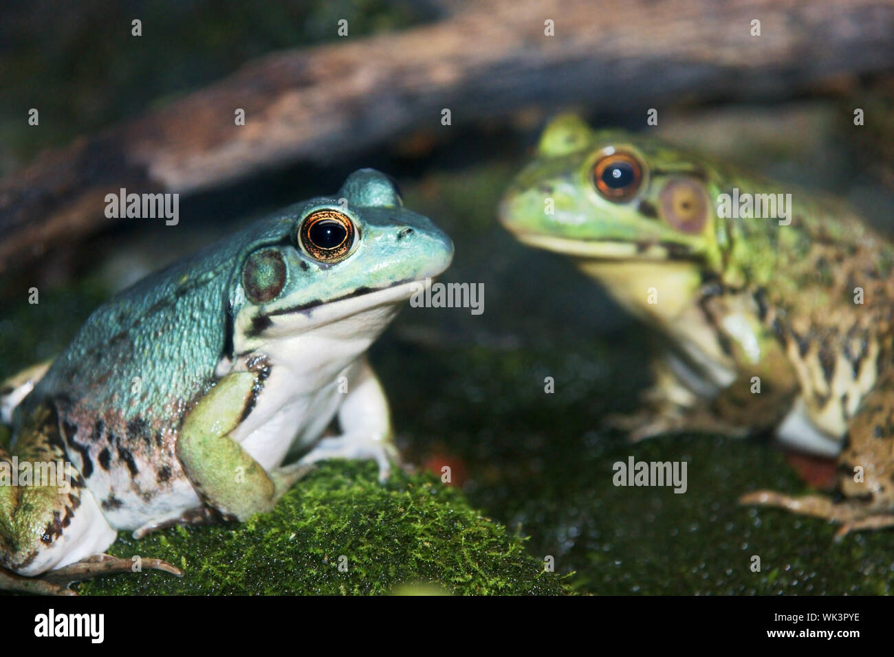 Close-up on Green frogs showing the typical color in the background and ...
