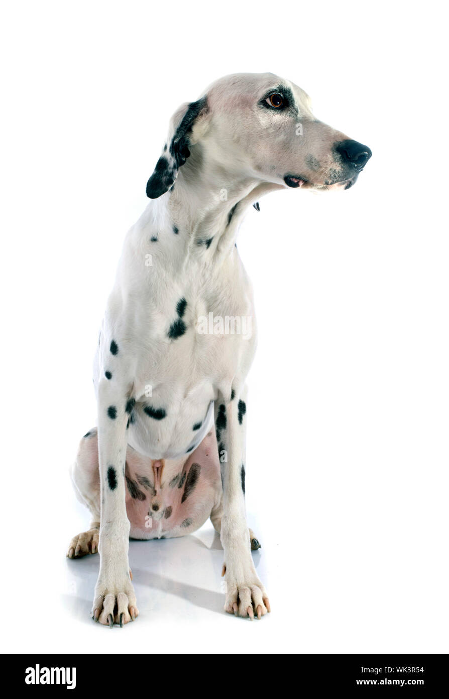dalmatian dog in front of white background Stock Photo - Alamy