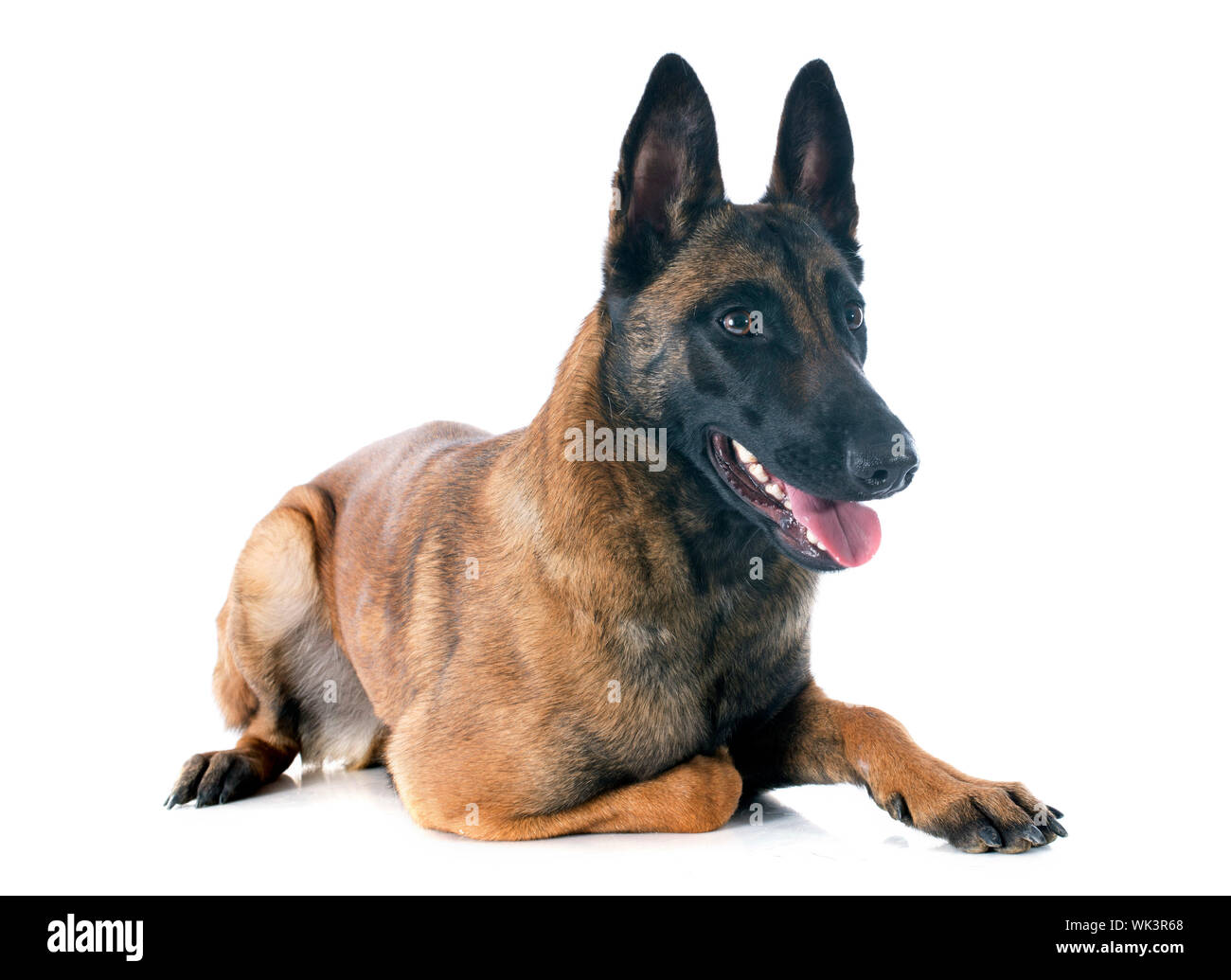 purebred belgian sheepdog malinois on a white background Stock Photo ...