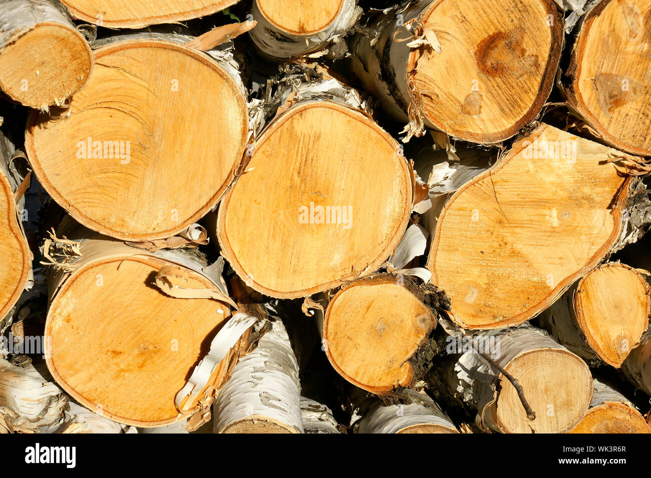 Pile of paper birch wood logs lighten by sunset Stock Photo - Alamy