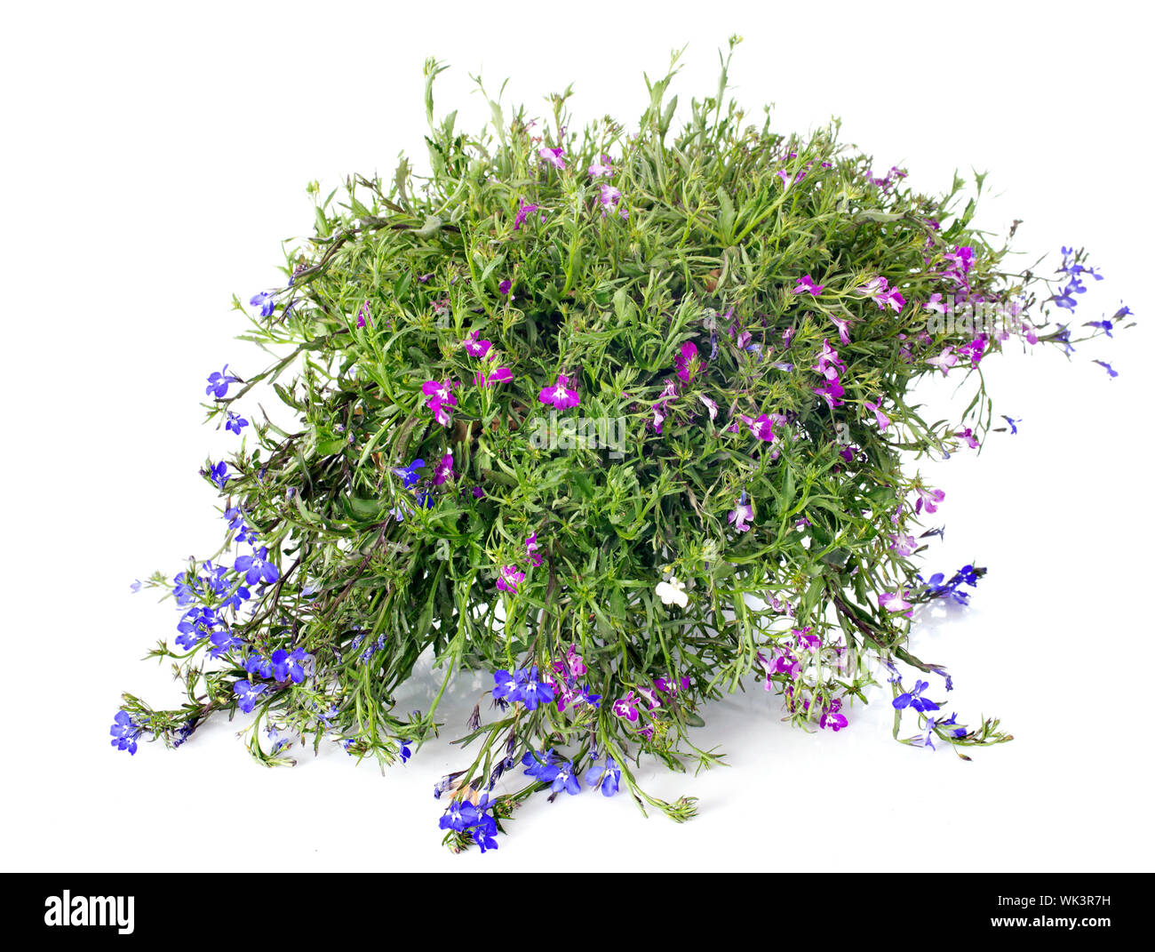 Lobelia growing in pot hi-res stock photography and images - Alamy
