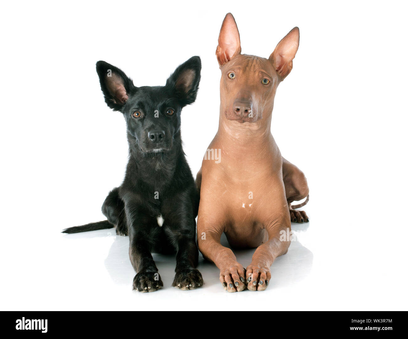 peruvian dogs in front of white background Stock Photo - Alamy