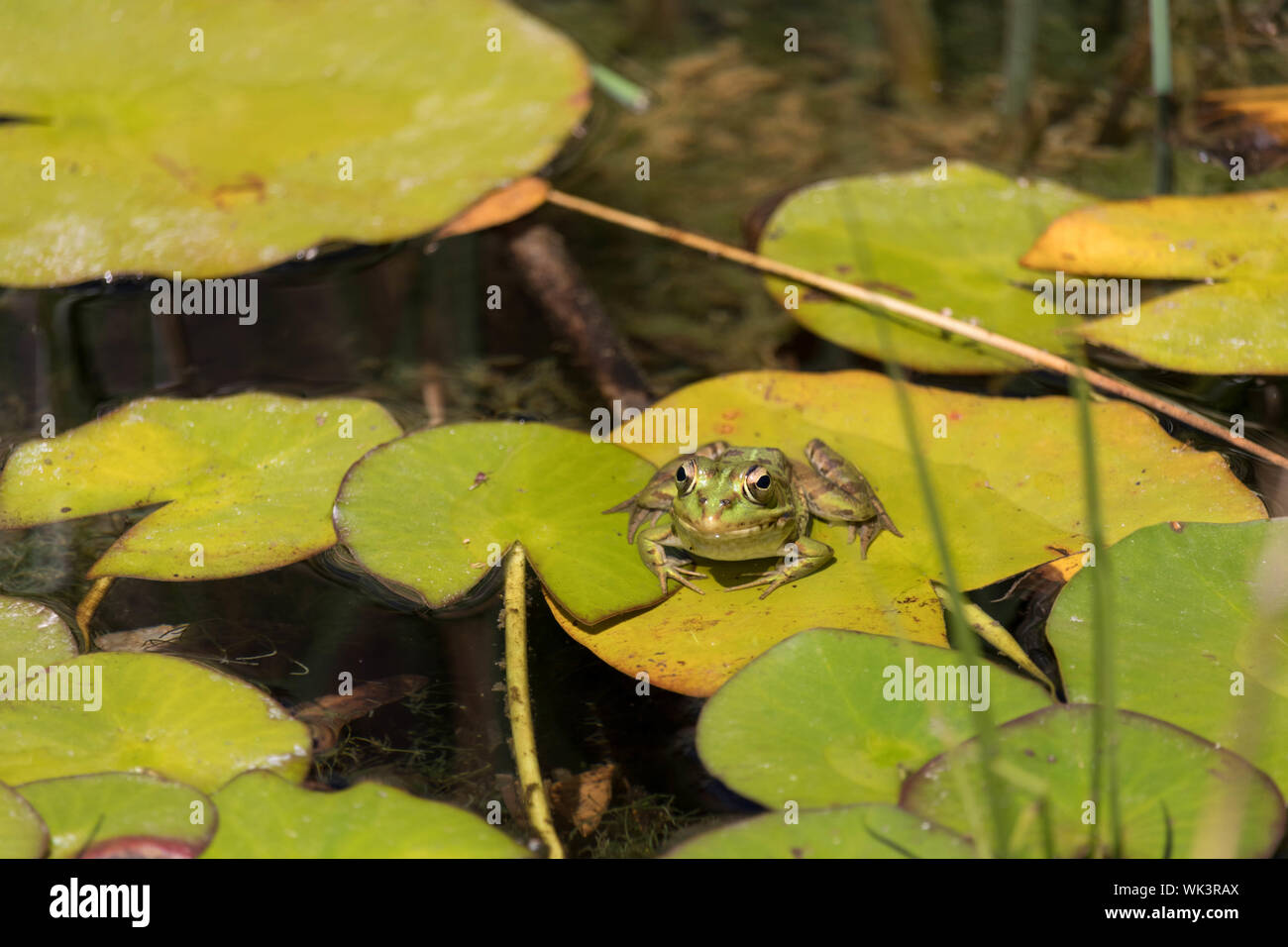 Frog sitting on lily pad hi-res stock photography and images - Alamy