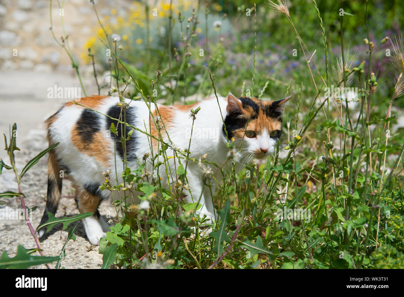 Tortoiseshell cat walking hi-res stock photography and images - Alamy