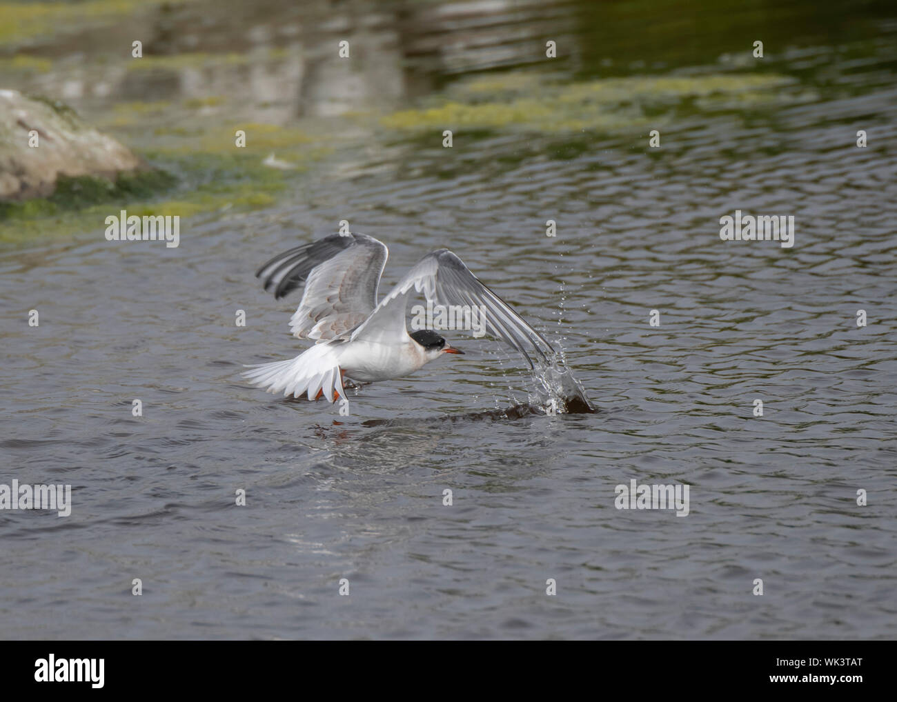 Immature Arctic Tern (Sterna paradisaea) flying around brackish pool ...