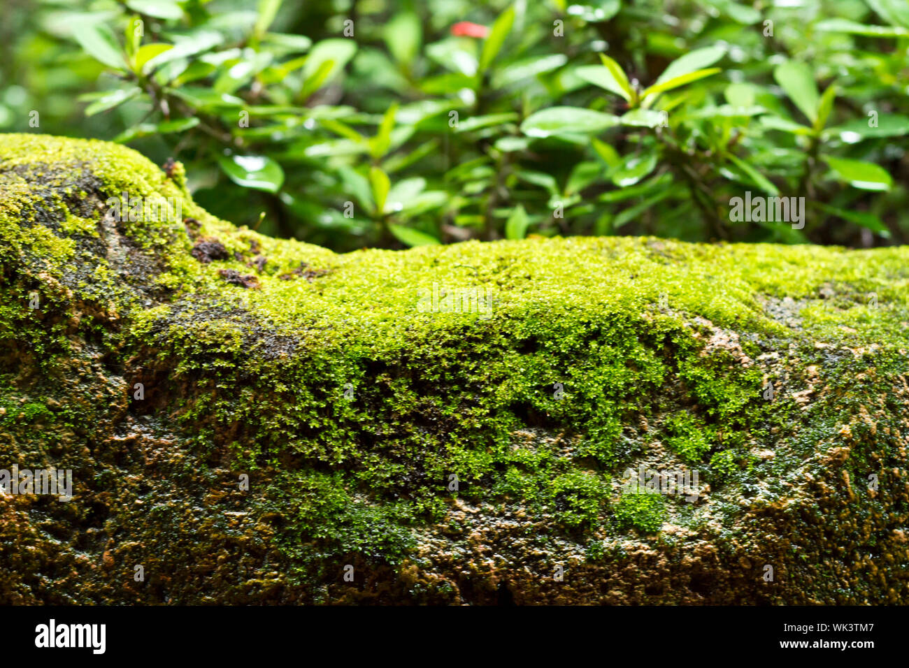 green moss grows on concrete wall with plants in the background Stock ...