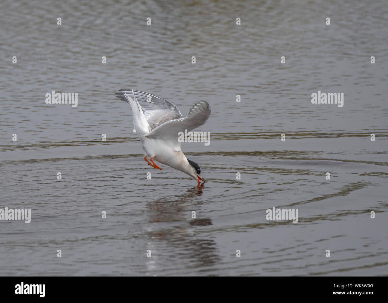 Immature Arctic Tern (Sterna paradisaea) flying around brackish pool ...