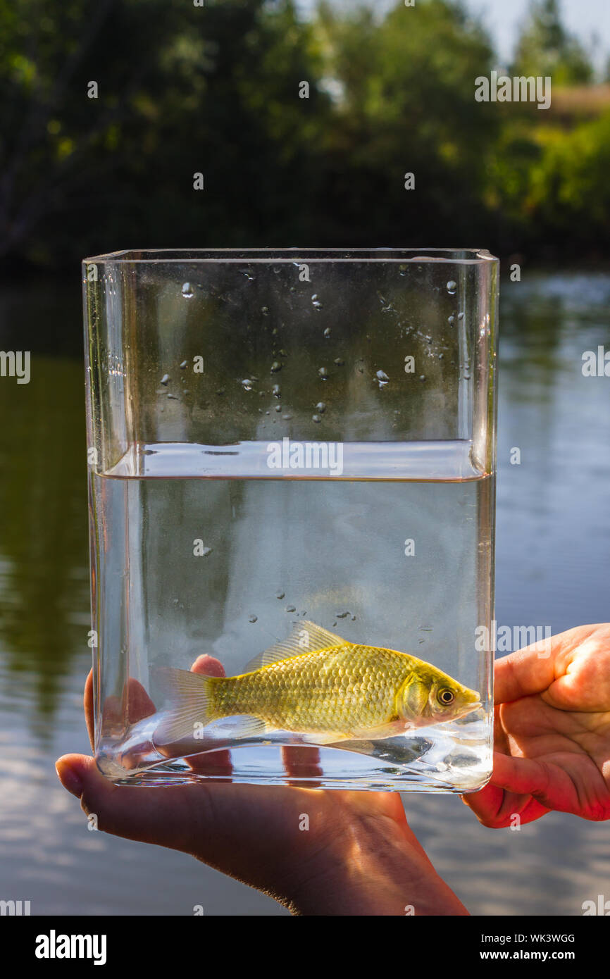 Small fish in glass jar hi-res stock photography and images - Alamy