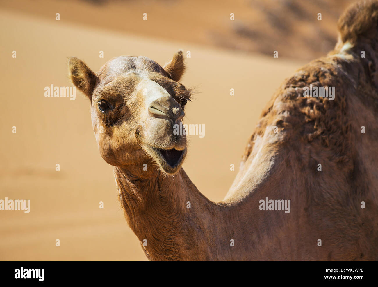 Desert landscape with camel. Sand, camel and blue sky with clouds ...