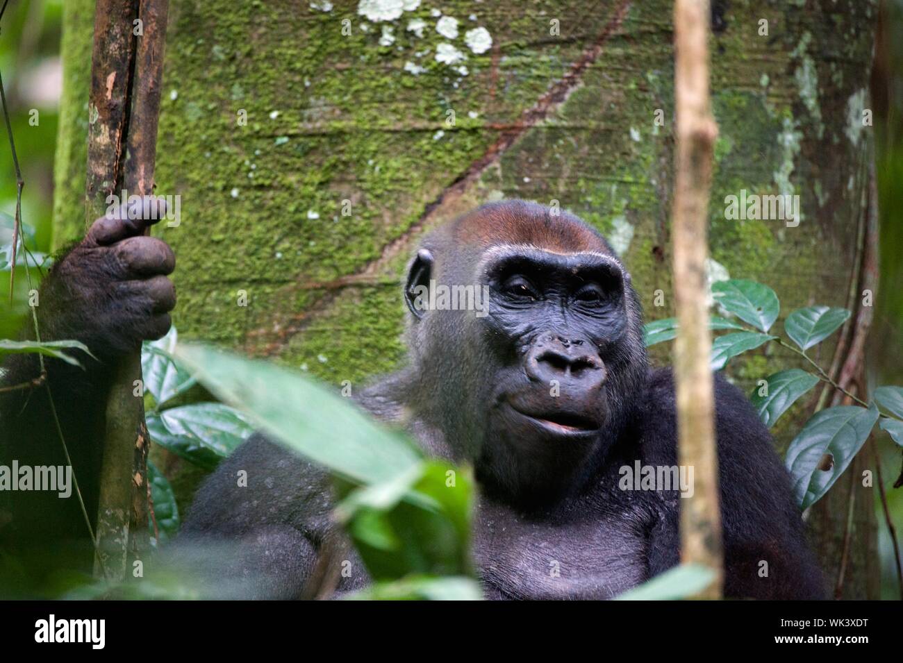 A e female of Lowland gorilla in a native habitat. Congo Stock Photo ...