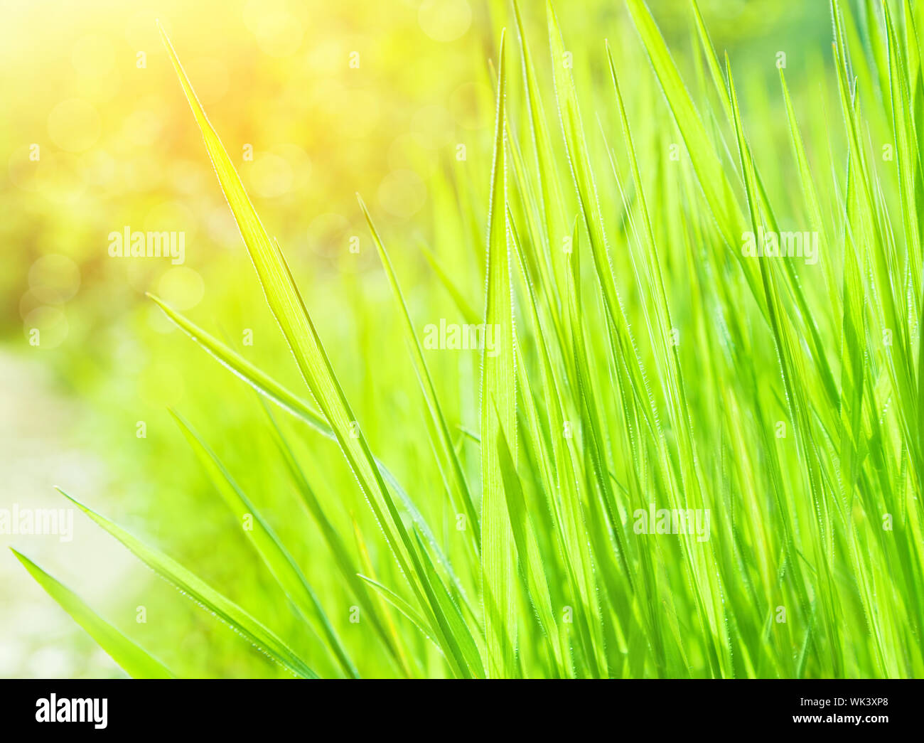 Fresh green grass background, beautiful grassy field, abstract floral ...