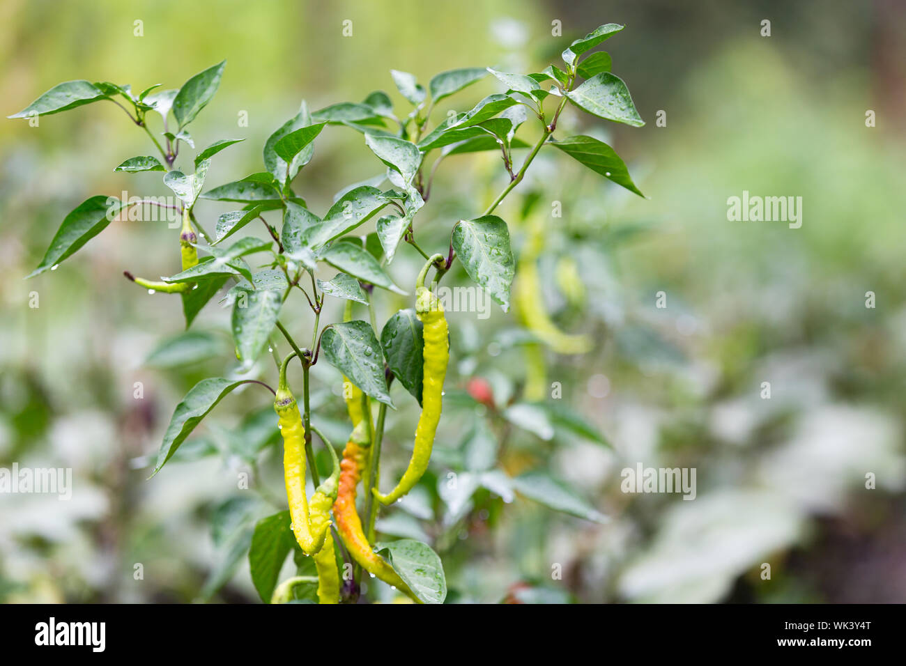 Ripe spicy pepper plant with pods on farmers field Stock Photo - Alamy