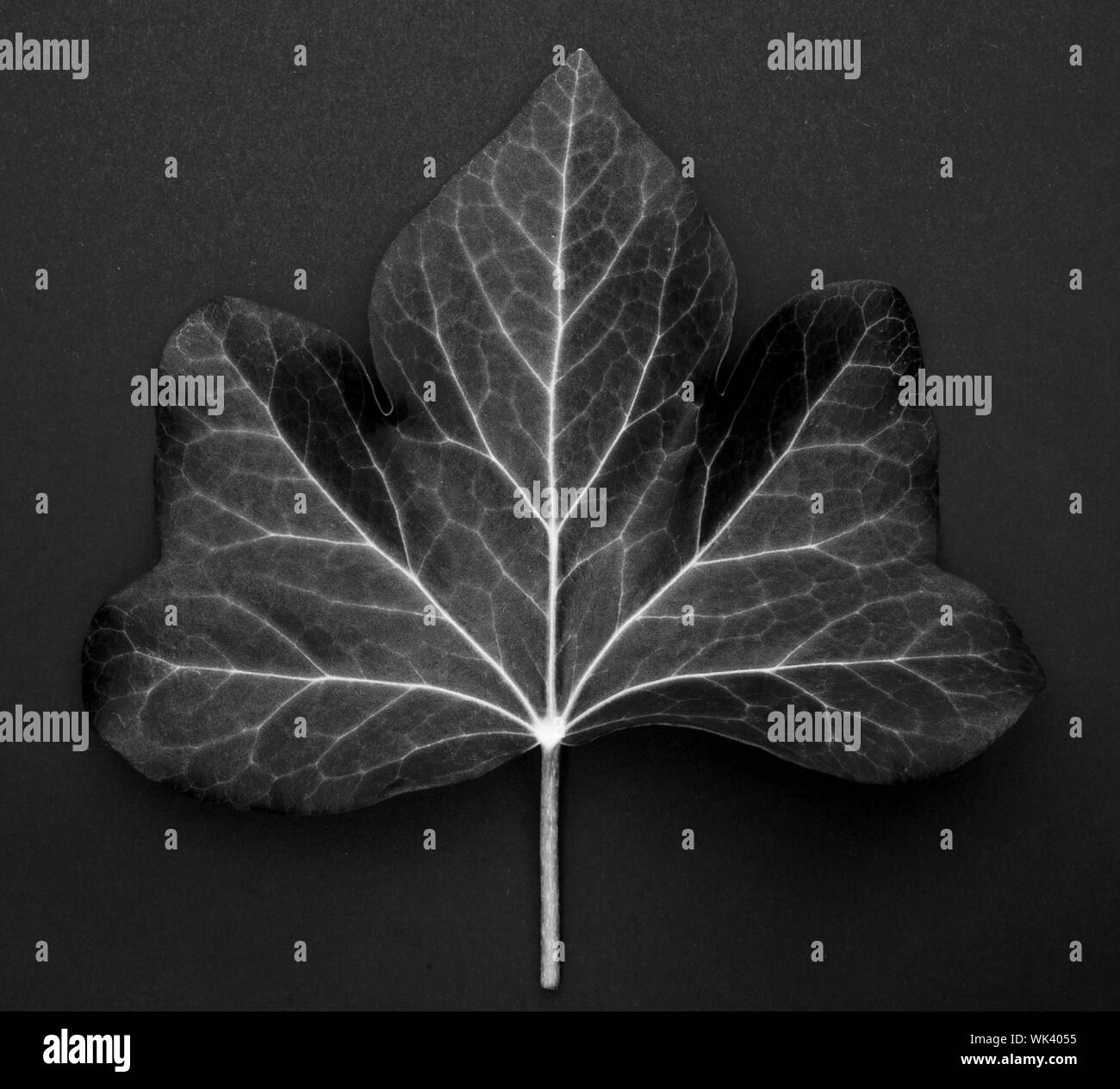 Fresh flower shape black Black and White Stock Photos & Images - Alamy